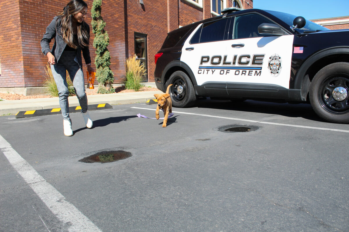 Orem PD welcomes newest ‘star’ to support victims of crime | News ...